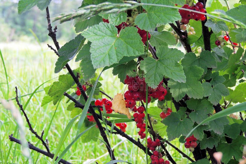 Groseille Rouge, Groseille Rouge Photo stock - Image du délicatesse ...