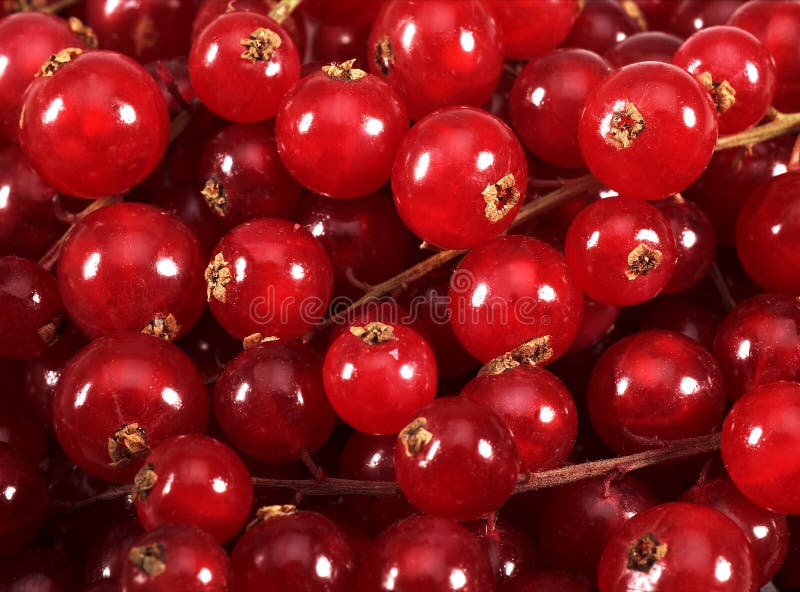 Groseille rouge stock image. Image of ingredient, inside - 170504583