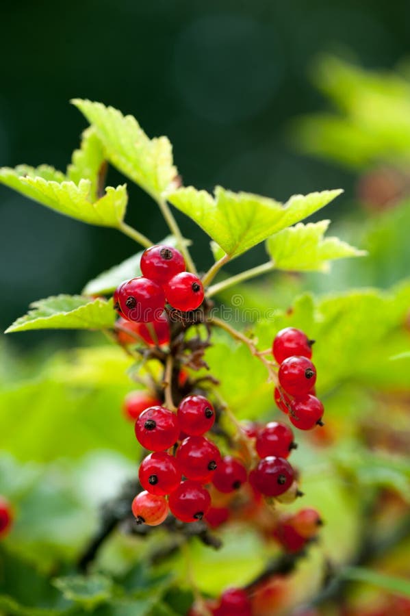 Groseille Rouge Sur Une Branche Image stock - Image du nourriture ...