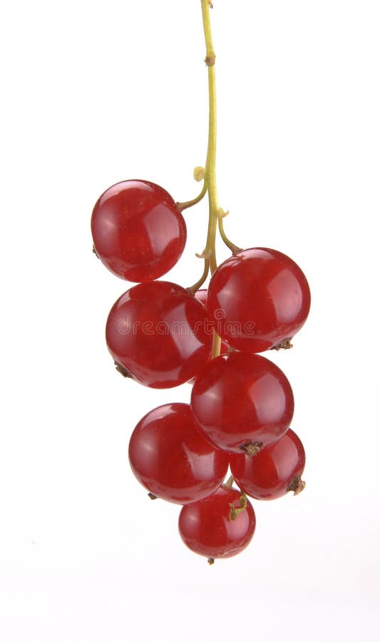 Groseille Rouge Sur Une Branche Image stock - Image du baie, studio ...