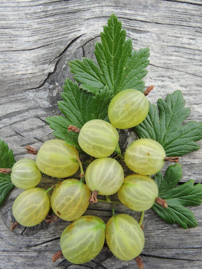 Groseille verte photo stock. Image of nutrition, baie - 42175890