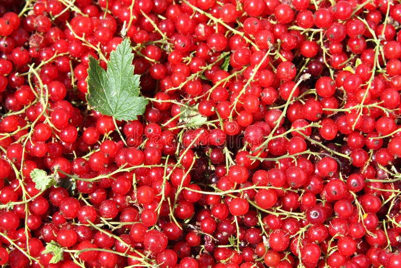 Fruits et légumes rouges image stock. Image du baie, produit - 11983077