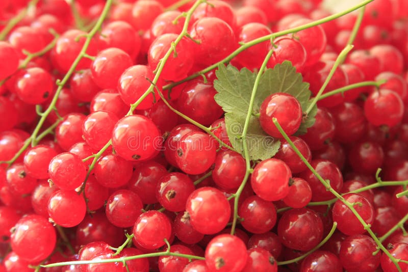 Groseilles rouges image stock. Image du rouges, groseilles - 24011223