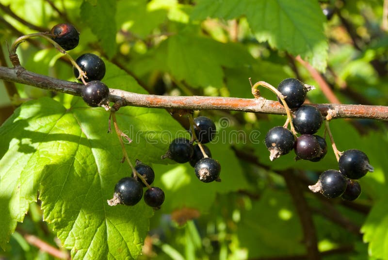 Groselha foto de stock. Imagem de amadurecimento, alimento - 10720578