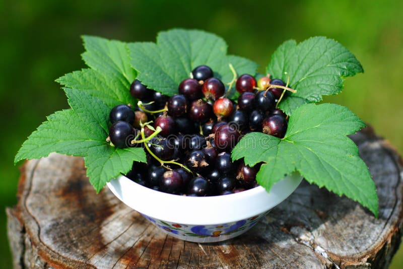 GROSELHA foto de stock. Imagem de fresco, folhagem, dieta - 1798718