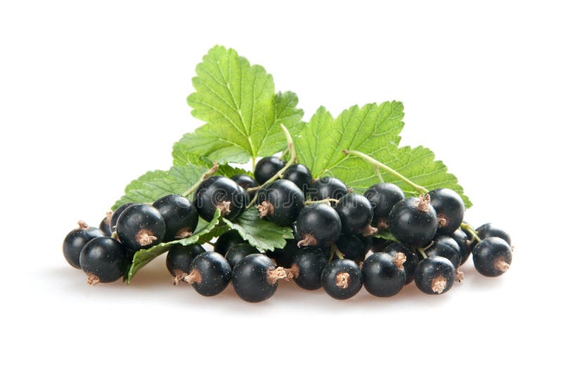 Groselha imagem de stock. Imagem de colheita, preto, seletivo - 20999537