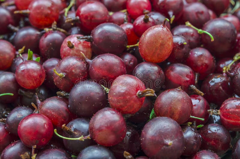 Recentemente groselha foto de stock. Imagem de frutas - 42307608
