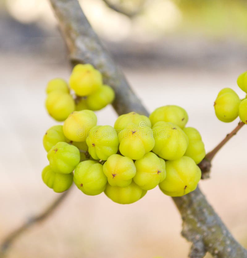 Groselha Amarela Da Estrela Imagem de Stock - Imagem de vitamina ...
