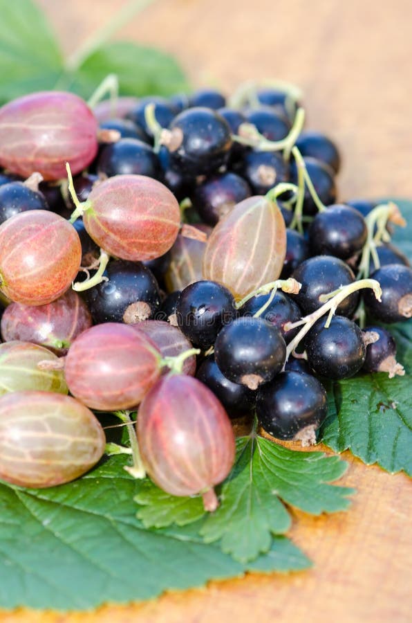 Groselha e groselha foto de stock. Imagem de suculento - 41662540