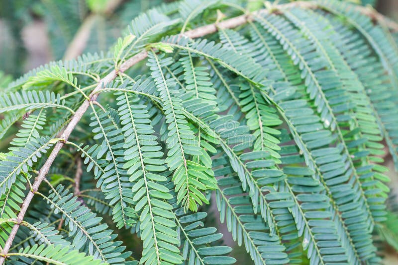 Groselha indiana foto de stock. Imagem de fruta, vegetariano - 33987200