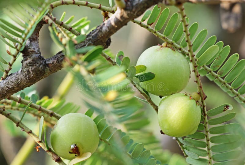 Groselha Indiana Phyllanthus Emblica Foto de Stock - Imagem de maduro ...