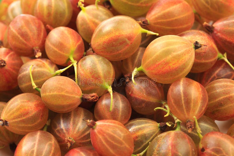 Groselha Isolada No Fundo Branco - Imagem Foto de Stock - Imagem de ...