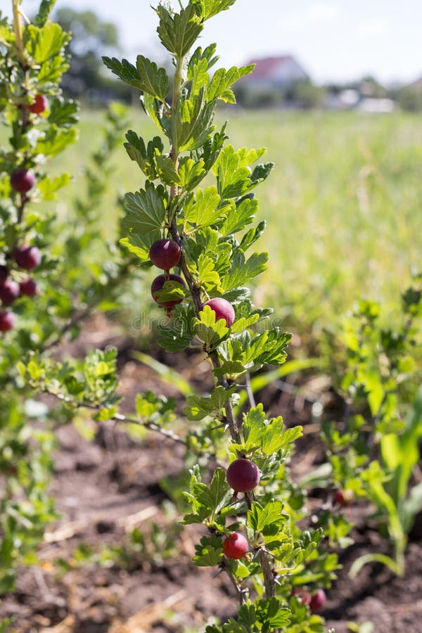 Planta Da Groselha Com As Bagas Vermelhas No Jardim Do Fruto Imagem de ...