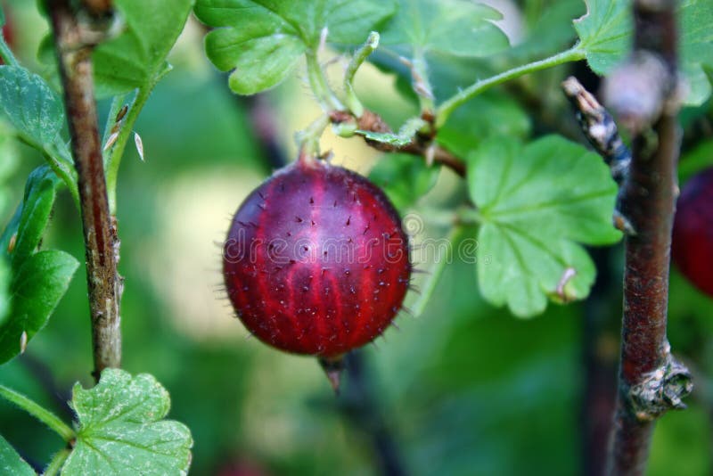Groselha vermelha foto de stock. Imagem de filial, agricultura - 43601914