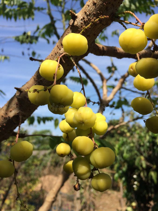 Fruta De La Grosella Espinosa De La Estrella Imagen de archivo - Imagen ...