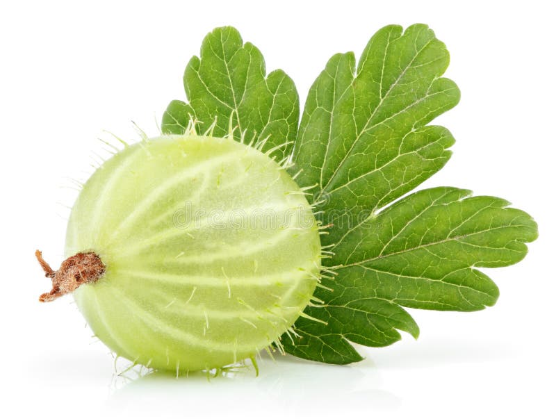 Fruta Verde De La Grosella Espinosa Con La Hoja En Blanco Foto de ...