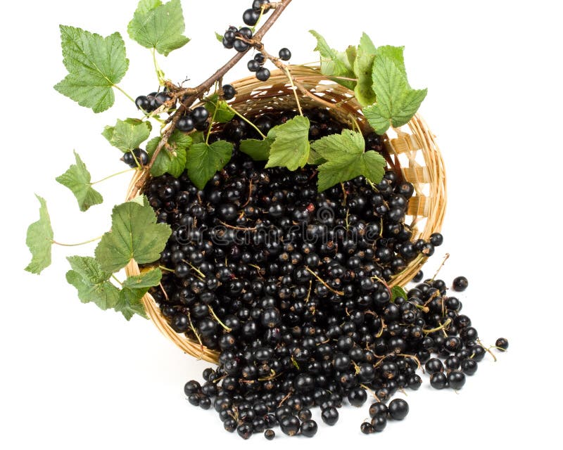 Grosellas negras imagen de archivo. Imagen de primer - 20244481
