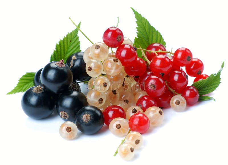 Pasa Roja, Grosella Negra Y Grosellas Espinosas Foto de archivo ...