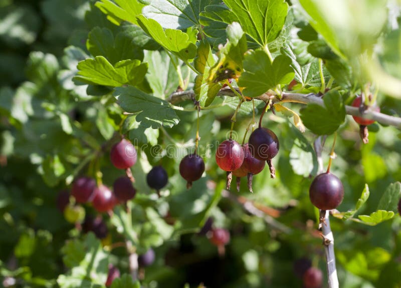 Grosella espinosa madura foto de archivo. Imagen de salud - 21841012