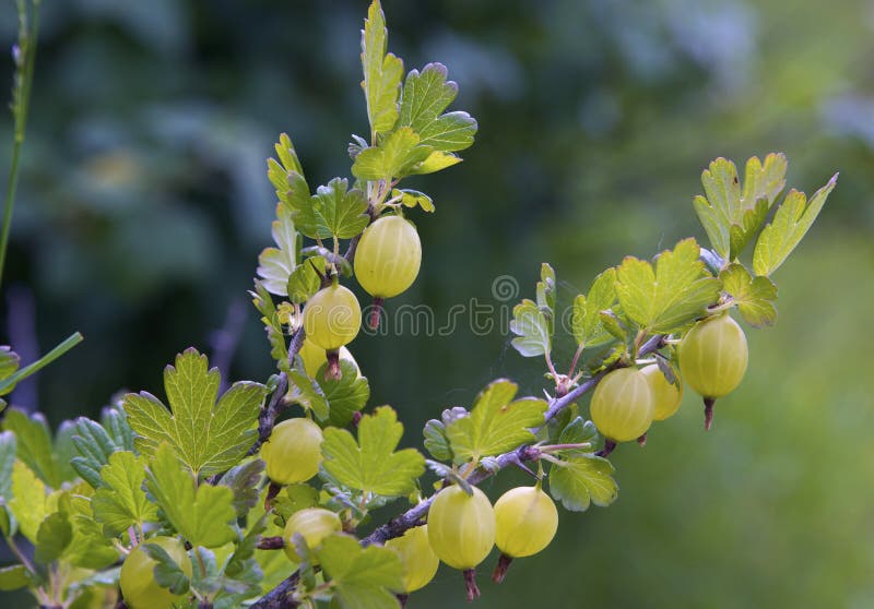 Grosellas Espinosas Verdes En La Placa Blanca Imagen de archivo ...