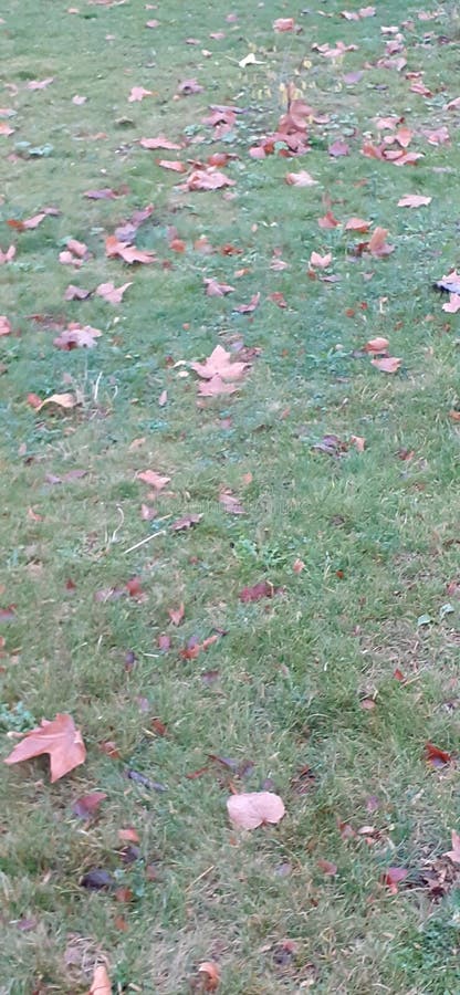 Gross grass green stock image. Image of nature, gross - 165059997