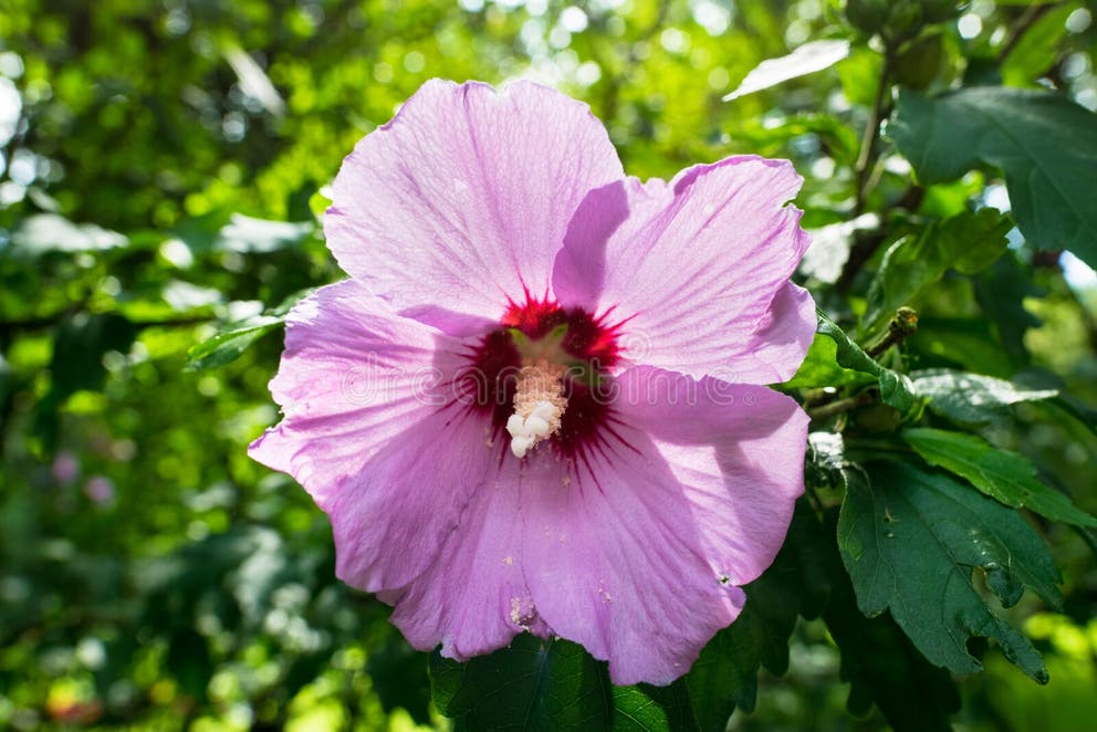 Grosse Fleur Rose D'Hibiscus Syriacus Photo stock - Image du nature ...