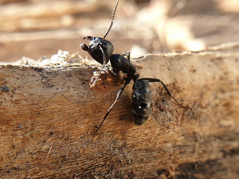 Grosse Fourmi Noire Rampant Sur Un Arbre Macroshoot Insectes Photo ...