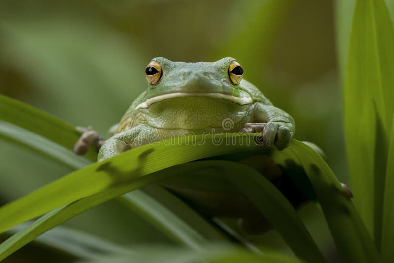 Grosse grenouille photo stock. Image du amphibie, grenouille - 345908