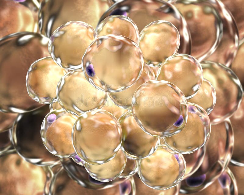 Grosses cellules adipeuses illustration stock. Illustration du ...