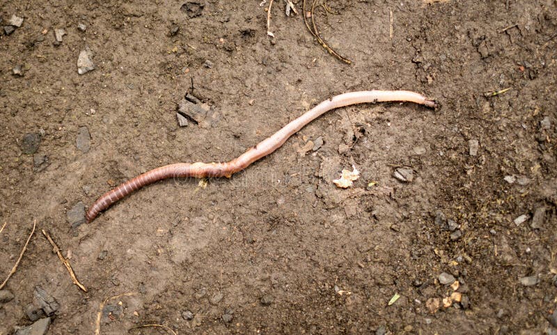 Een Lange Aardworm Krulde Omhoog In Een Ring Op De Droge Grond Stock ...