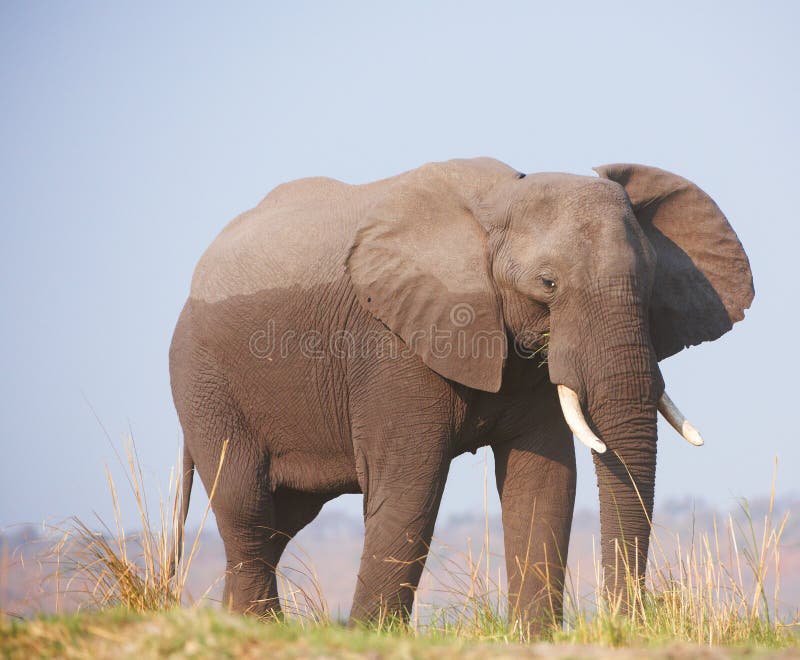 Grote Afrikaanse olifant stock foto. Image of gevaarlijk - 17944338