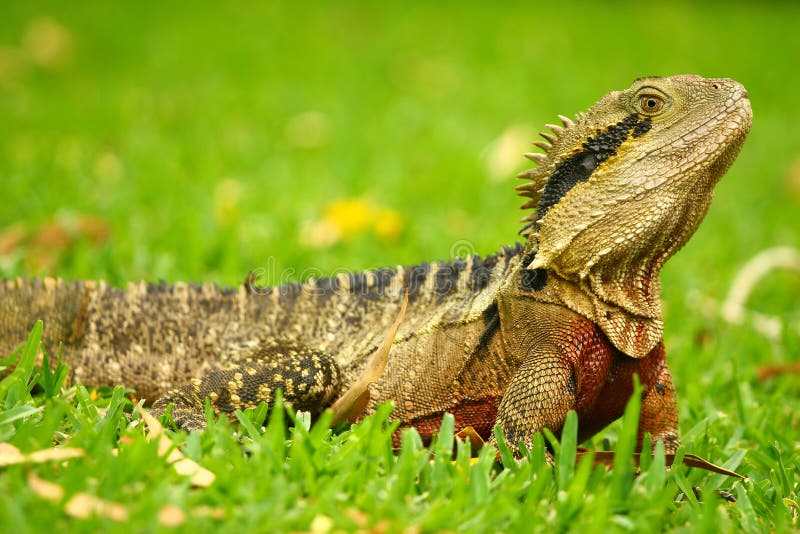 Grote Australische Hagedis stock afbeelding. Image of hagedis - 21311063
