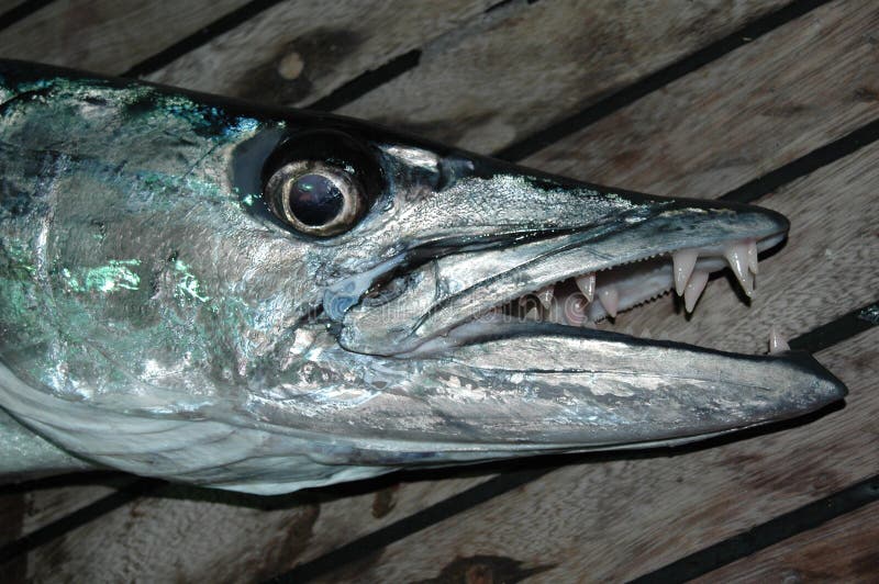 Grote Barracuda Met Scherpe Tanden Stock Foto - Image of geïsoleerd ...