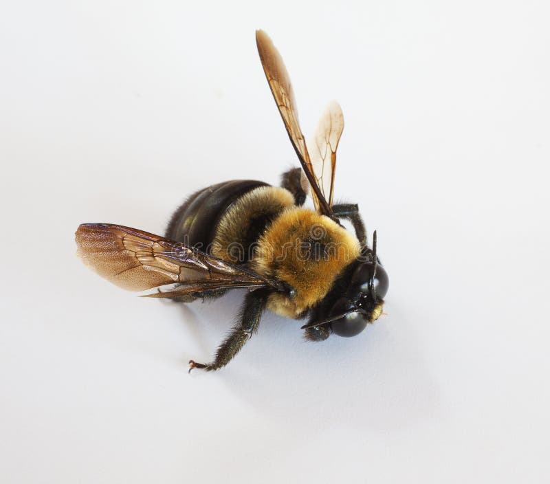 Grote bij stock afbeelding. Image of benen, lichaam, mannetje - 54654875