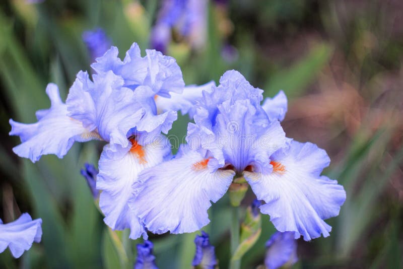 Grote Blauwe Iris Twee Onder De Open Hemel Stock Foto - Image of iris, donker: 125093986