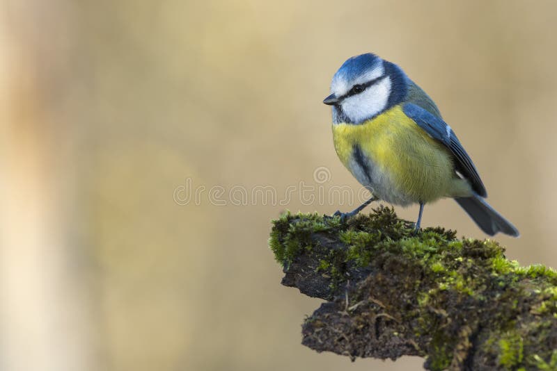 Grote blauwe mees stock afbeelding. Image of zangvogels - 37221837