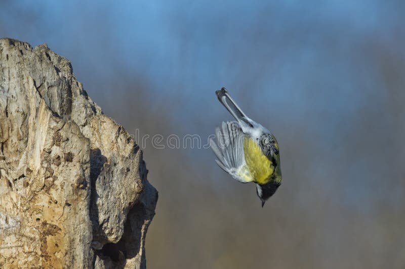 Grote Blauwe Mees Blauwe Gele En Witte Vogel Stock Afbeelding - Image ...