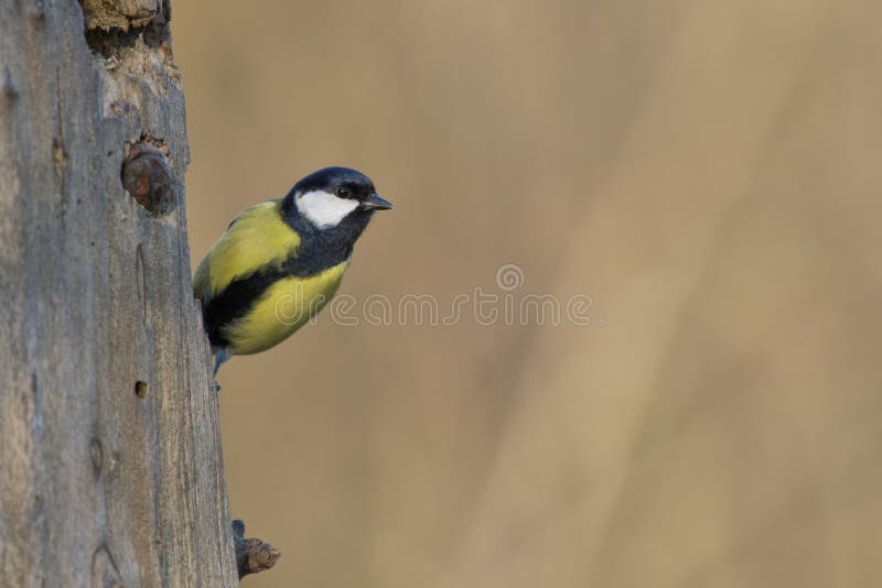Grote Blauwe Mees Blauwe Gele En Witte Vogel Stock Afbeelding - Image ...