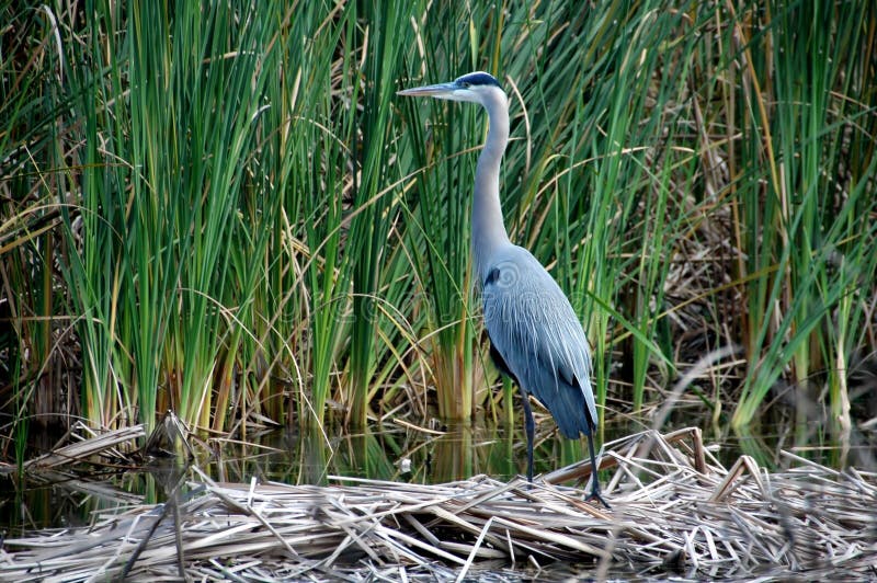 Grote Blauwe Reiger stock afbeelding. Image of wild, schoonheid - 10365405