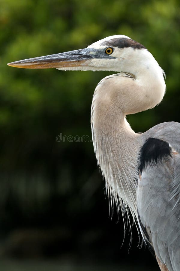 Blauwe reiger stock afbeelding. Image of dier, geel, benen - 12255131