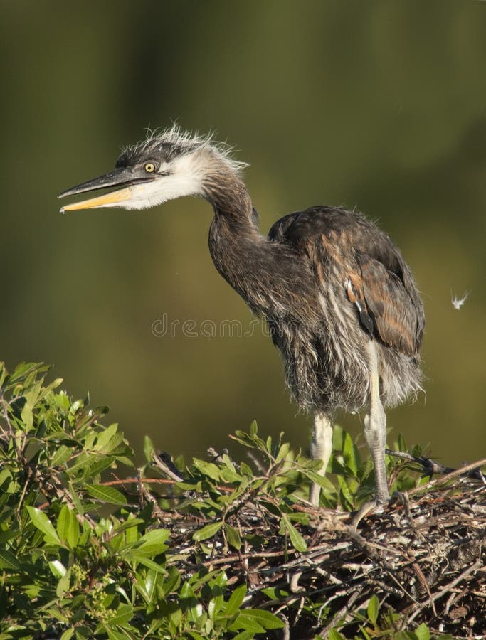 Grote Blauwe Reiger stock afbeelding. Image of dieren - 13178527