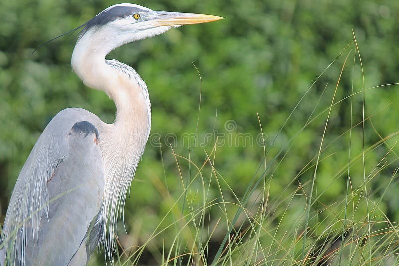 Grote Blauwe Reiger stock afbeelding. Image of fauna - 38582109