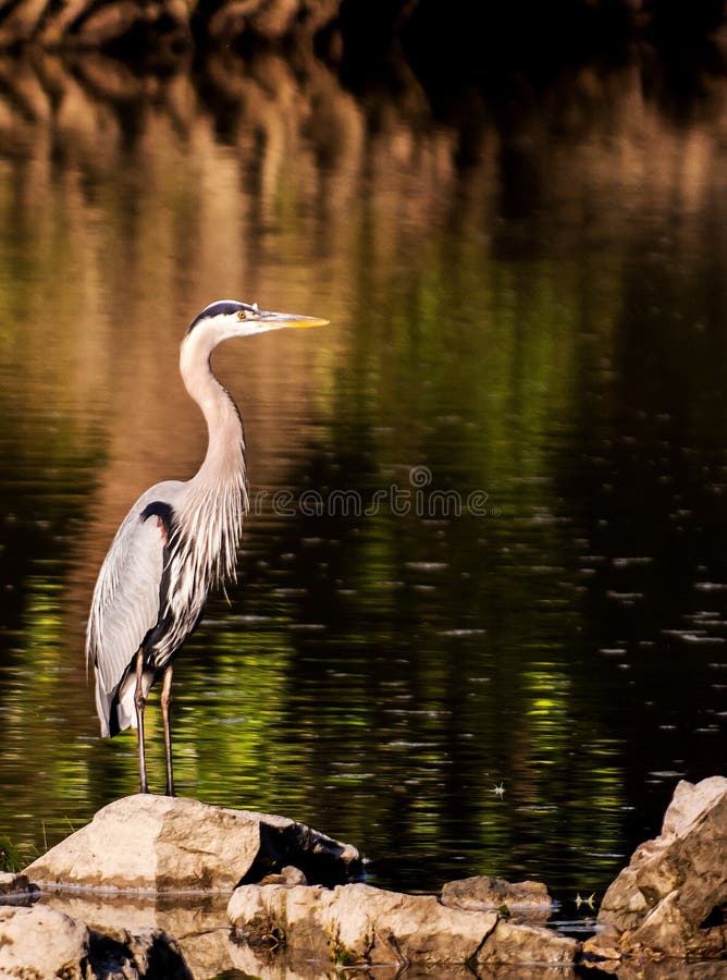 Grote Blauwe Reiger stock afbeelding. Image of dier, rivier - 39019719