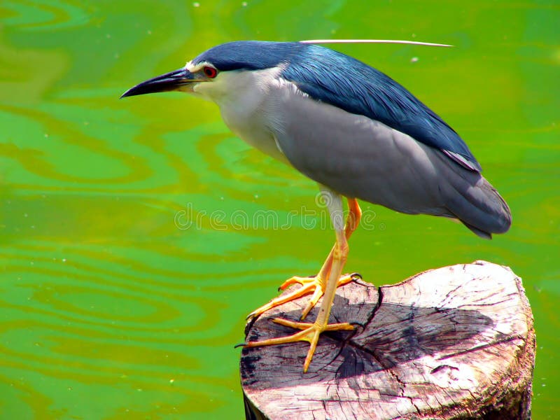 Grote Blauwe Reiger stock afbeelding. Image of openlucht - 6612031