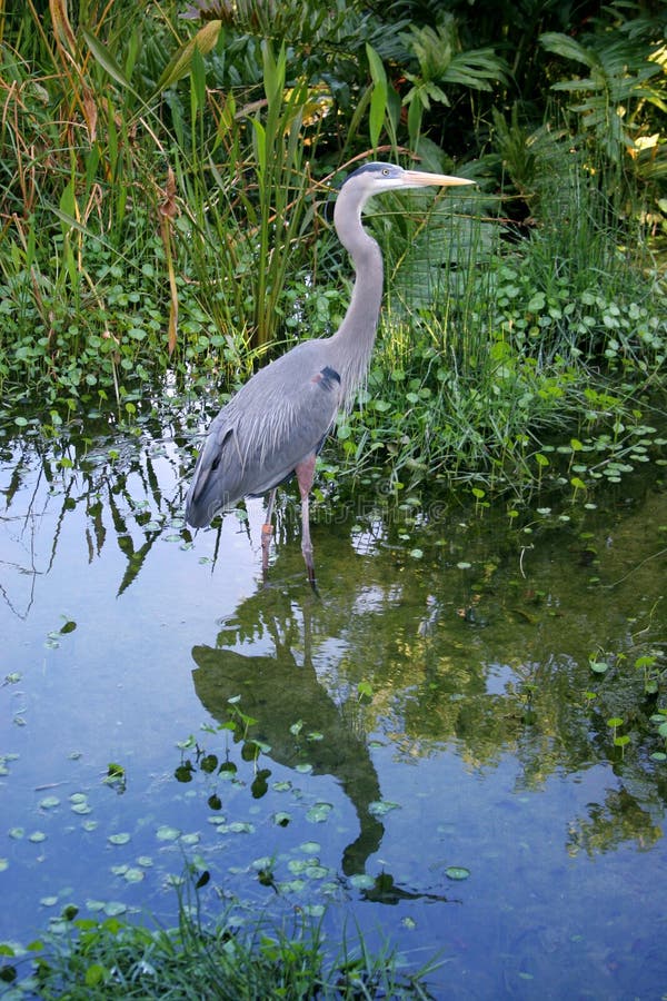 Een Paar Blauwe Reigers Zittend Op Hun Nest Stock Afbeelding - Image of ...