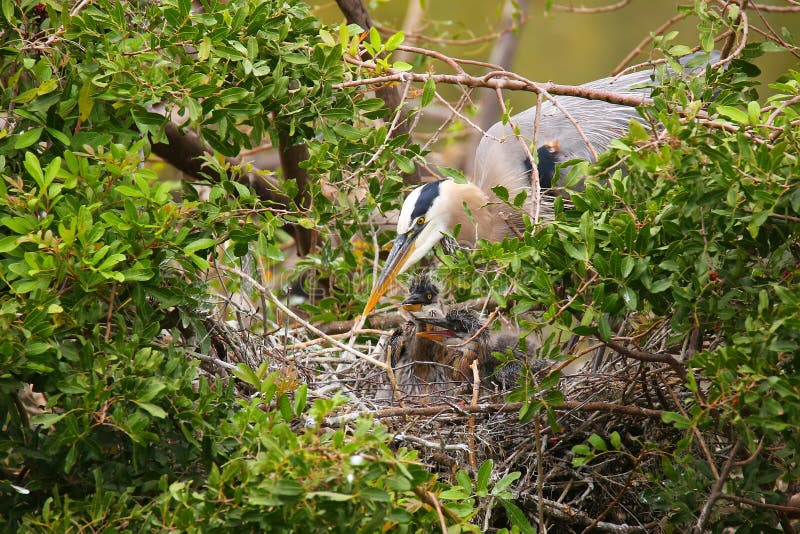 De Grote Blauwe Kuikens Van De Reiger Stock Afbeelding - Image of ...