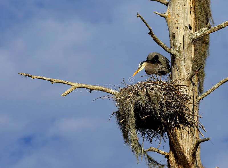 Grote Blauwe Reiger Op Nest Stock Foto - Image of openlucht, florida ...