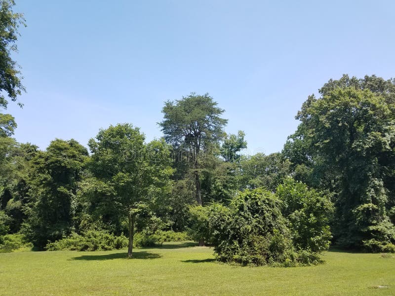 Grote Bomen in Een Park Met Een Groot Nest Stock Afbeelding - Image of ...