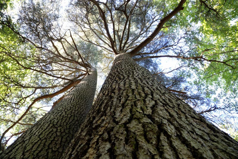 Grote boom stock afbeelding. Image of wild, hout, vrij - 102609023