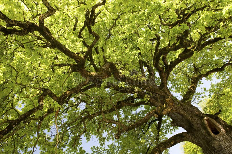 Grote boom stock afbeelding. Afbeelding bestaande uit hout - 15624753